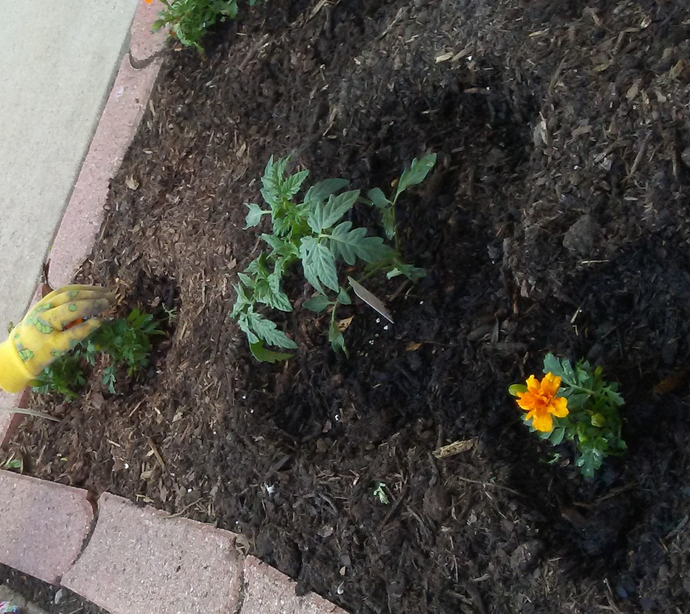 Gardening for Earth Day! – Celebration Exploration